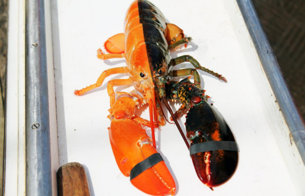 All Lobsters Look the Same, So Why is This One Blue? - ShopLobster