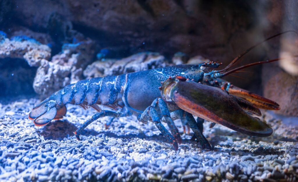 All Lobsters Look the Same, So Why is This One Blue? - ShopLobster